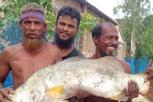 15kg giant barramundi caught in Kholpetua River draws crowds in Satkhira