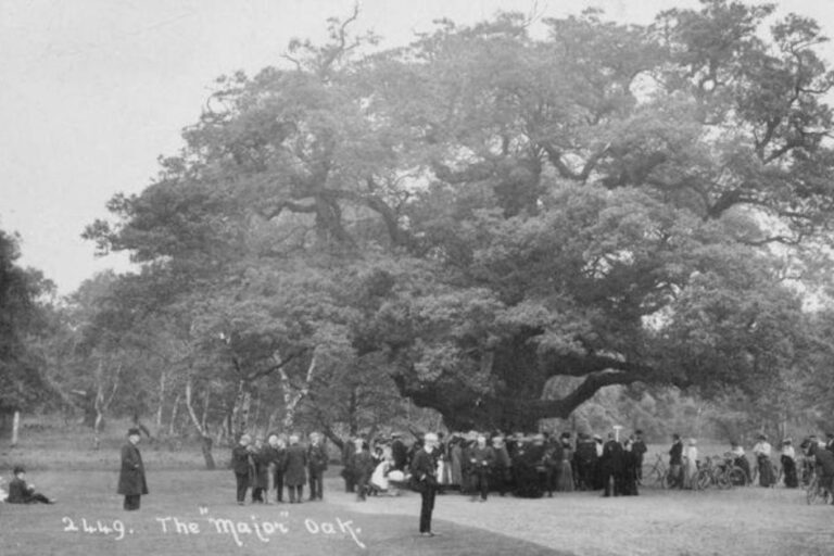 Ancient Robin Hood oak dies after 1,200 years in Sherwood Forest
